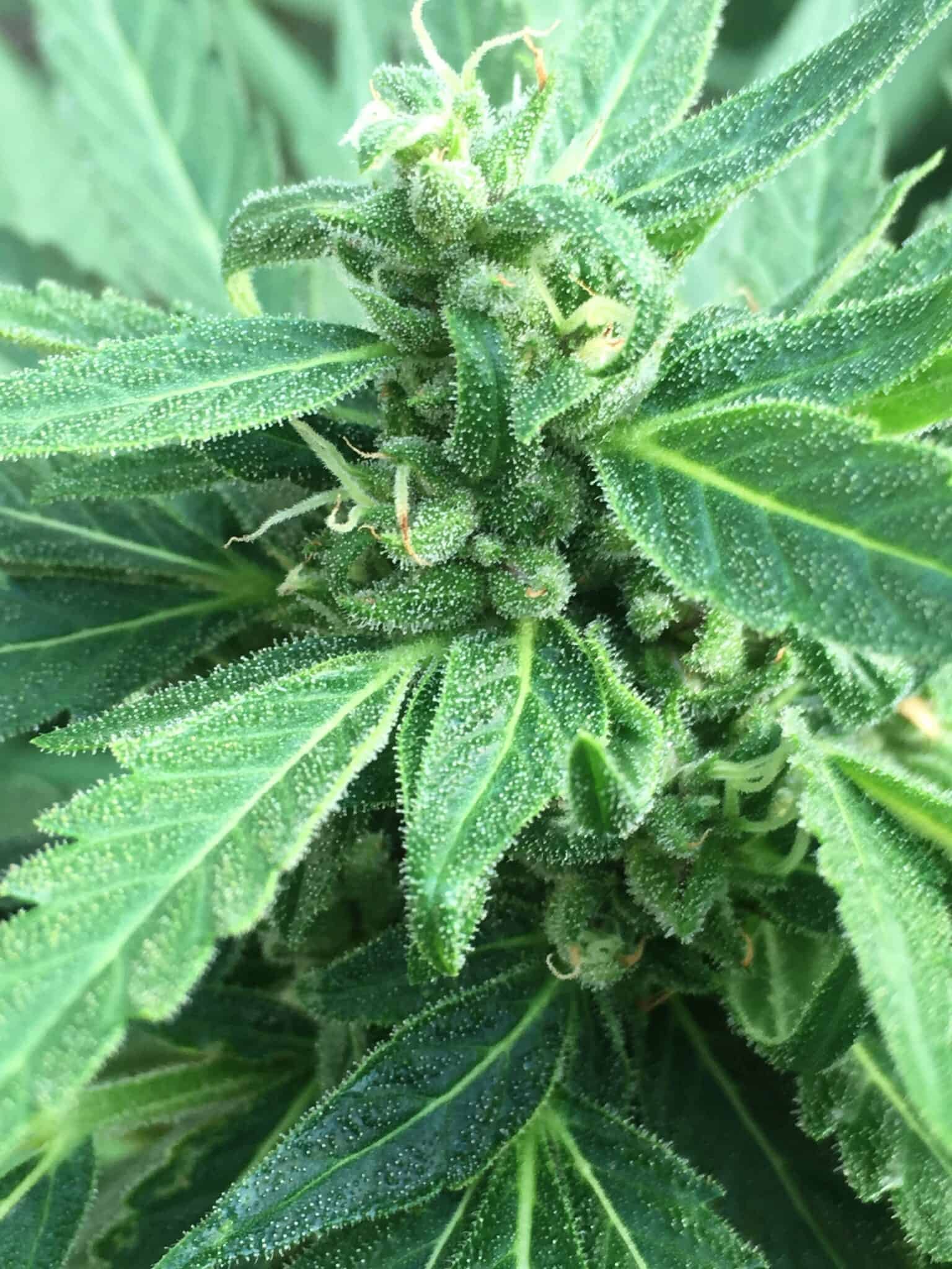 Blue Haze Auto 2.0 Regular Cannabis Seeds - Just Cannabis Seeds