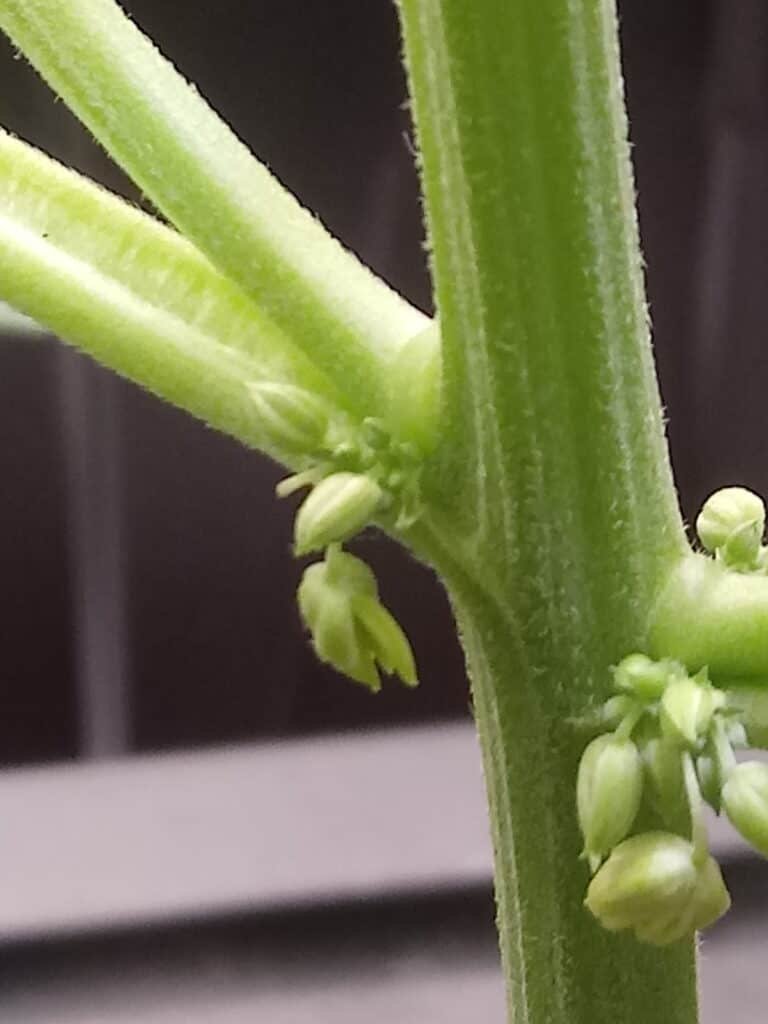 Male Cannabis Plants....Characteristics - Just Cannabis Seeds