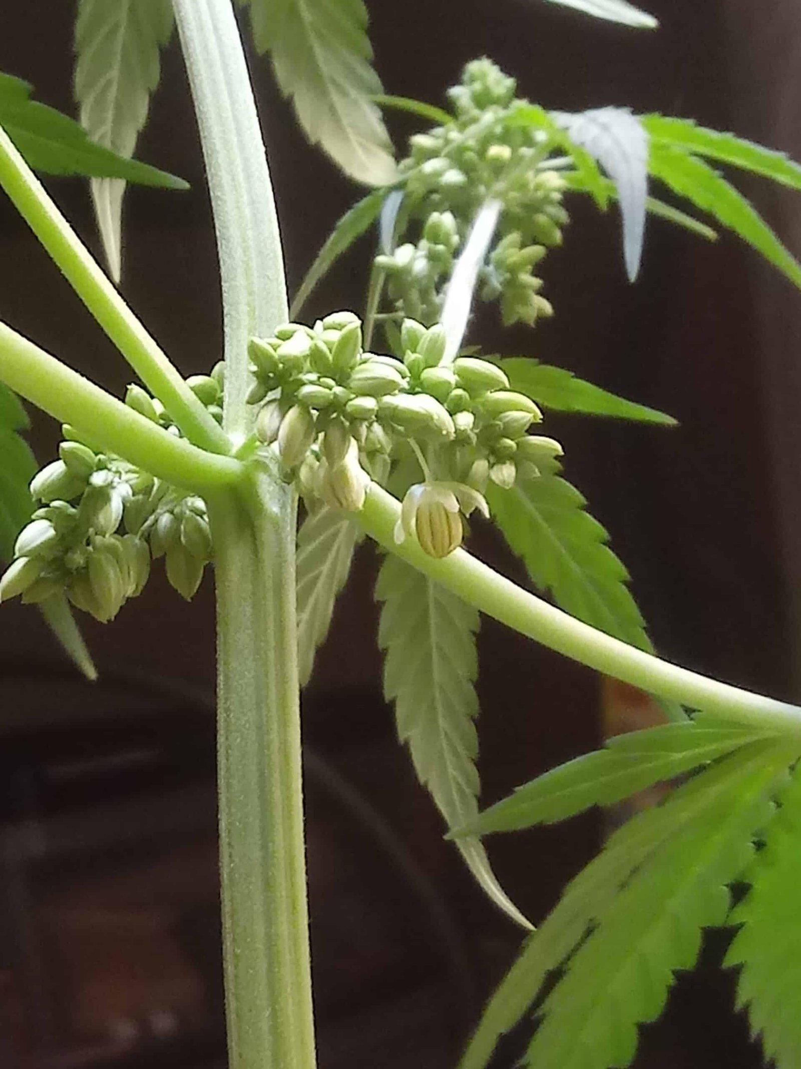 Male Cannabis Plants....Characteristics - Just Cannabis Seeds