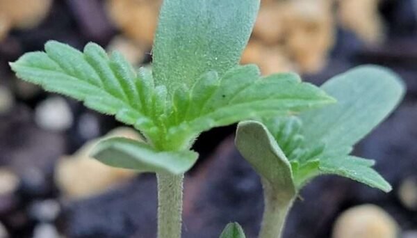 The Complete Cannabis Defoliation Guide - Just Cannabis Seeds