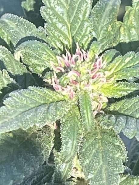 Panama Red Regular Cannabis Seeds - Just Cannabis Seeds