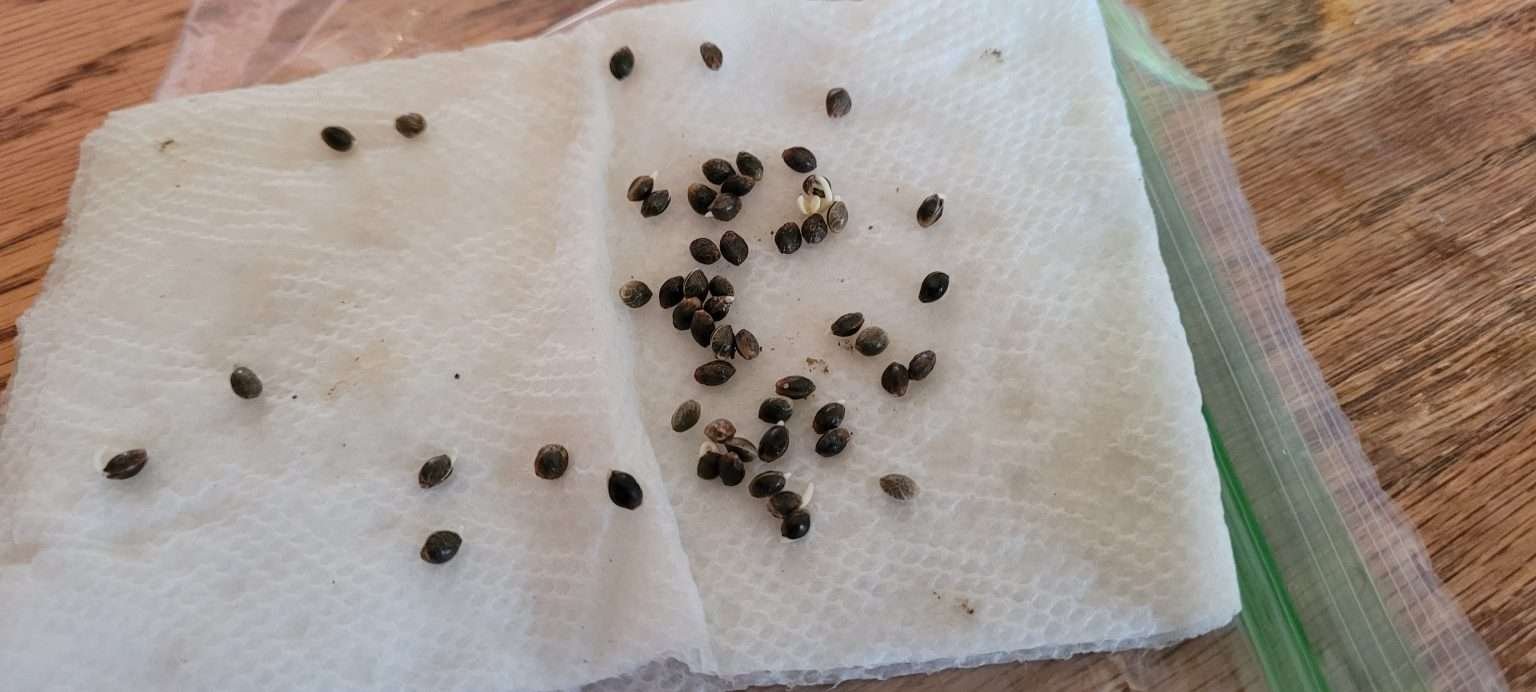 How to Germinate Cannabis Seeds at Home - Just Cannabis Seeds