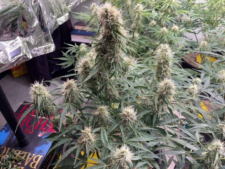 The Complete Cannabis Defoliation Guide - Just Cannabis Seeds