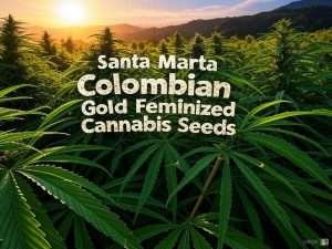 Santa Marta Colombian Gold Feminized Cannabis Seeds - Just Cannabis Seeds