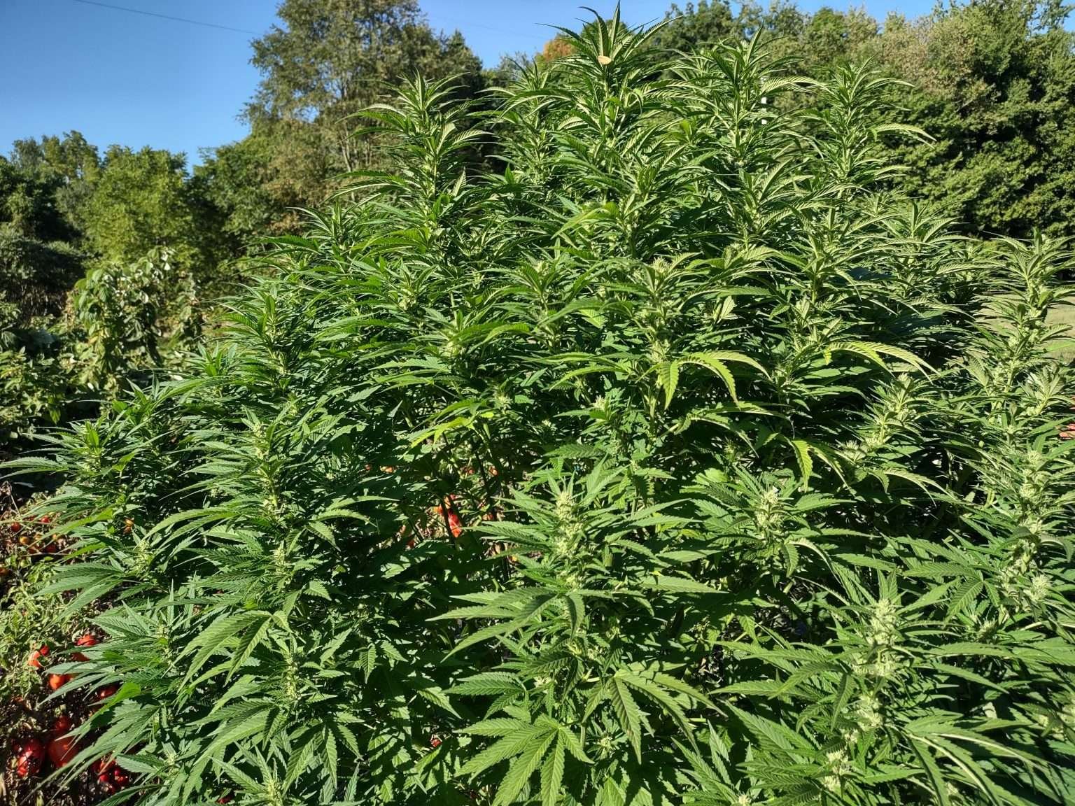 The Complete Cannabis Defoliation Guide - Just Cannabis Seeds