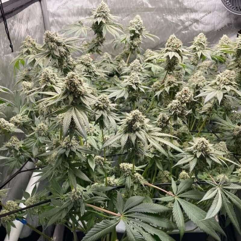 The Complete Cannabis Defoliation Guide - Just Cannabis Seeds