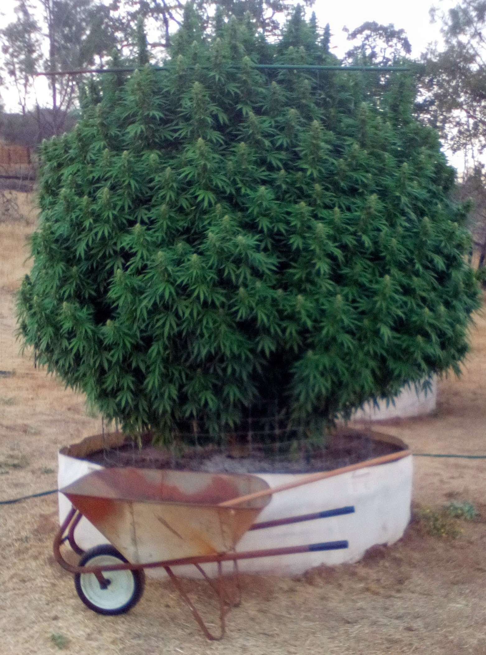 Blue Fire OG Regular Cannabis Seeds - Just Cannabis Seeds