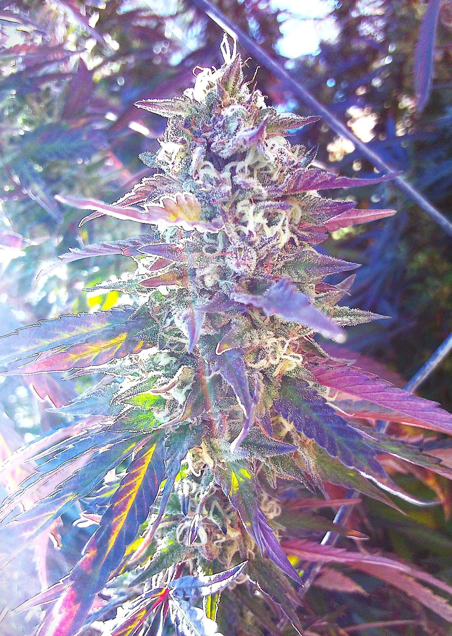 Gush Mintz OG Regular Cannabis Seeds - Just Cannabis Seeds