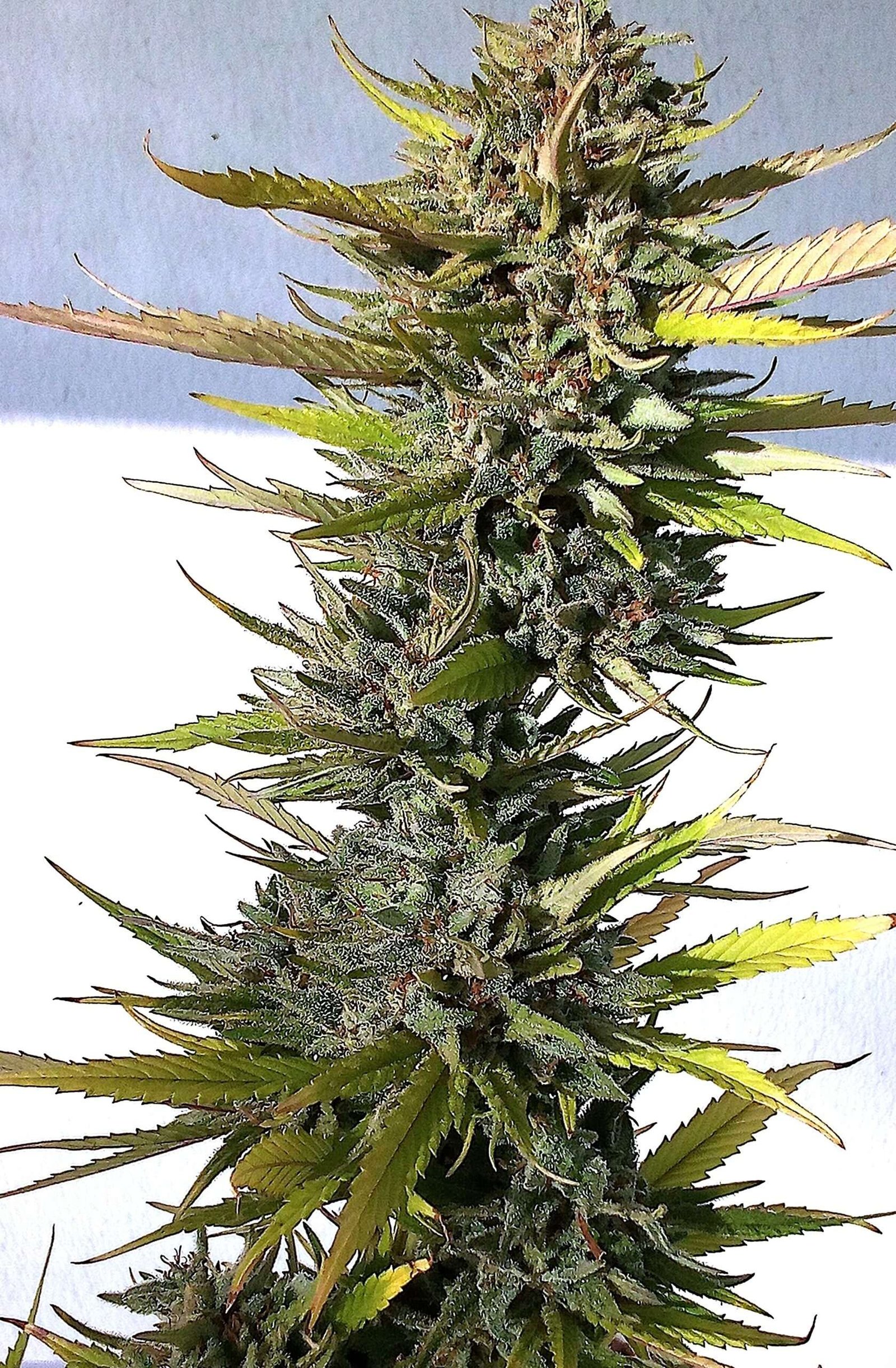 Hot Mesa OG Regular Cannabis Seeds - Just Cannabis Seeds