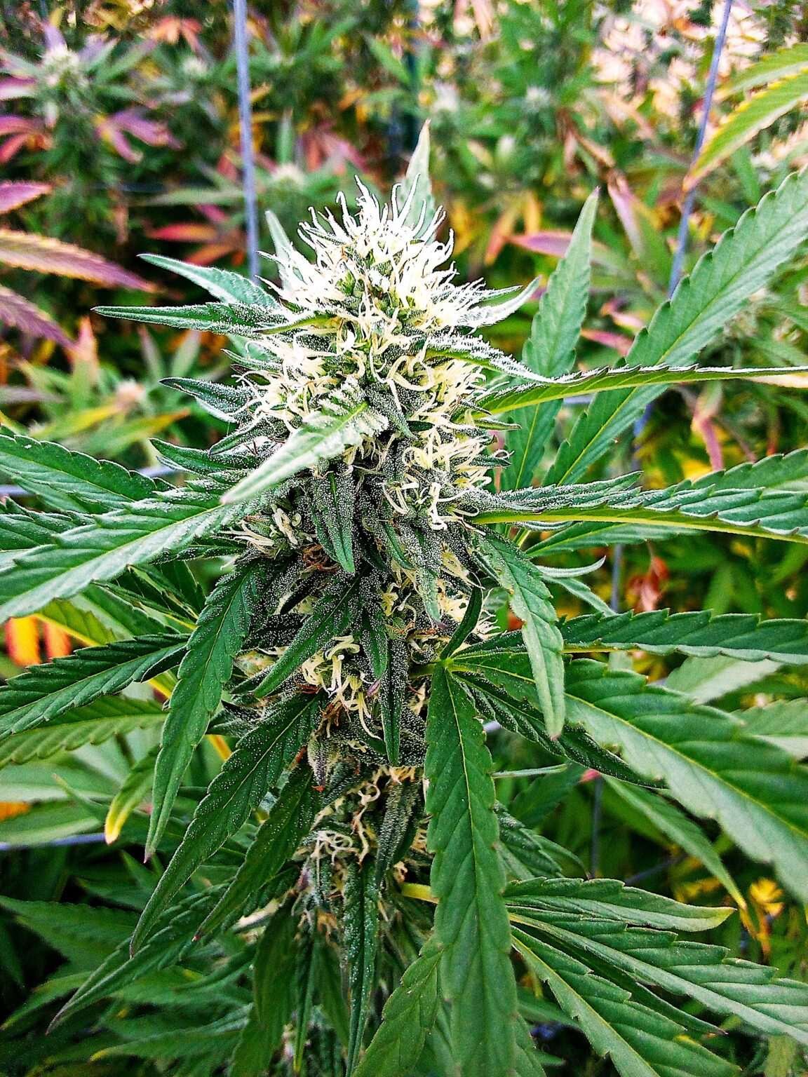 EXOTICS OG Regular Cannabis Seeds - Just Cannabis Seeds