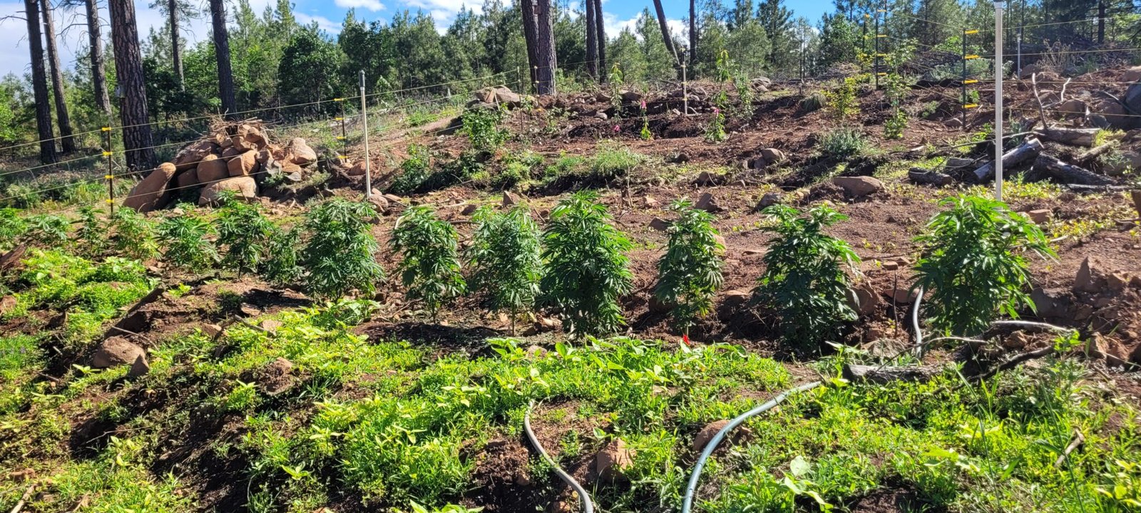 How the Hugelkultur Bed is Feeding My Cannabis Plants